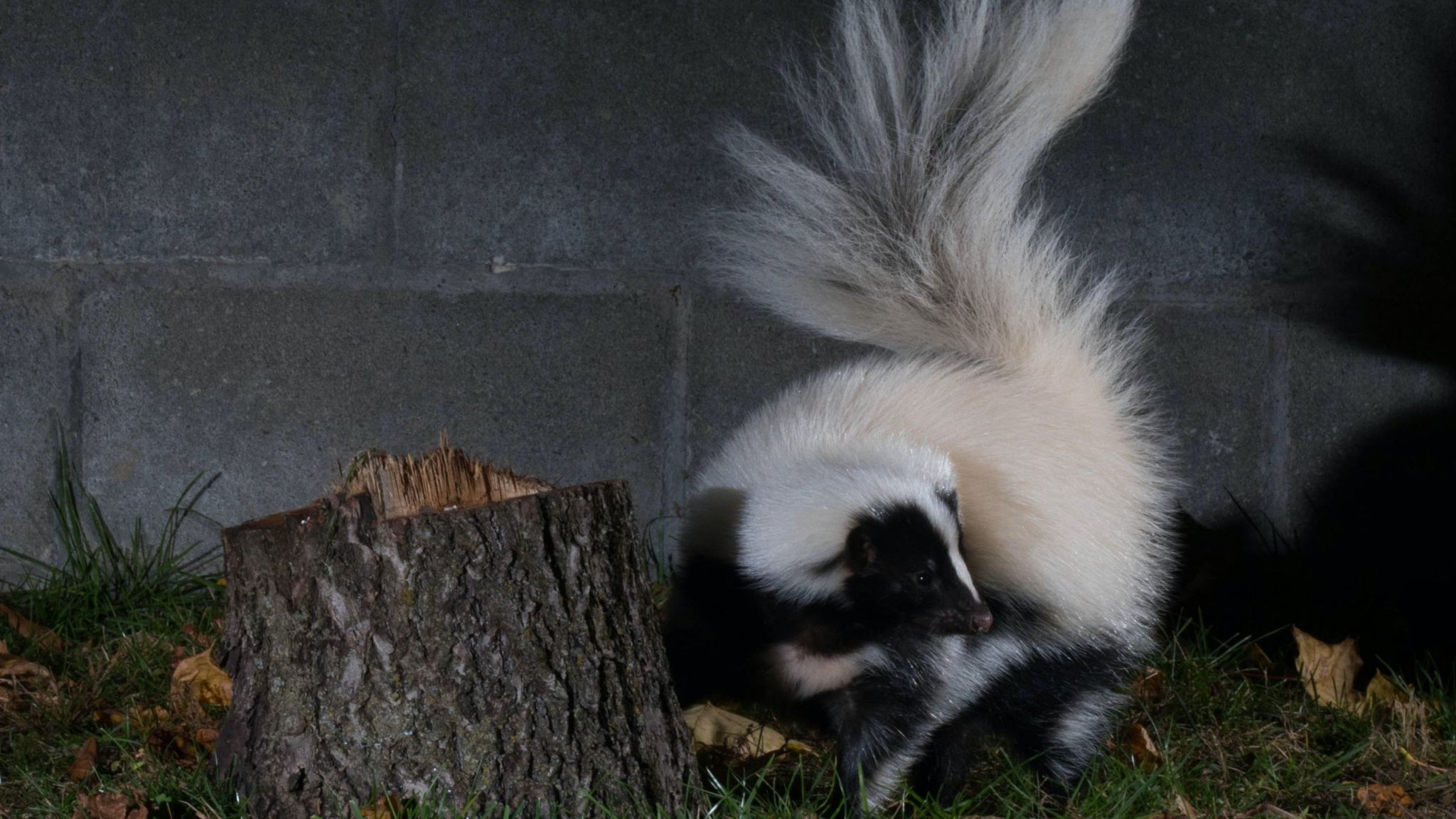 Skunk Fact Sheet | Blog | Nature | PBS