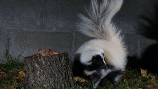 Skunk Fact Sheet | Blog | Nature | PBS