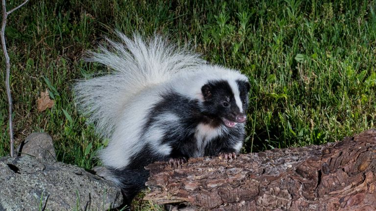 Skunk Fact Sheet | Blog | Nature | PBS
