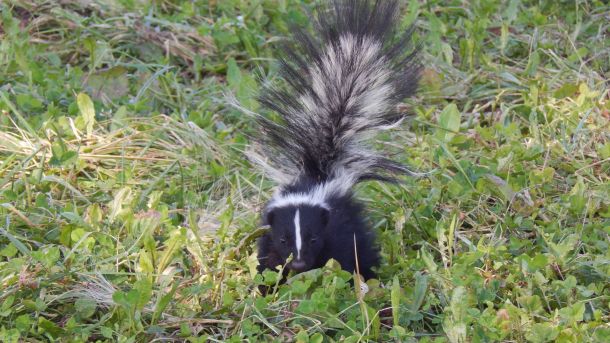 Skunk Fact Sheet | Blog | Nature | PBS