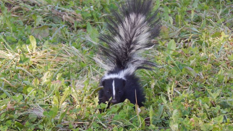 Skunk Fact Sheet | Blog | Nature | PBS