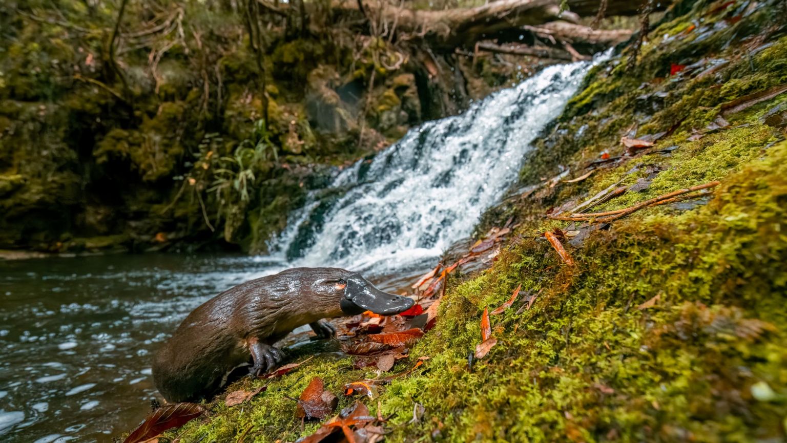 Platypus Fact Sheet | Blog | Nature | PBS