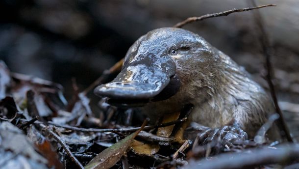 Platypus Fact Sheet | Blog | Nature | PBS