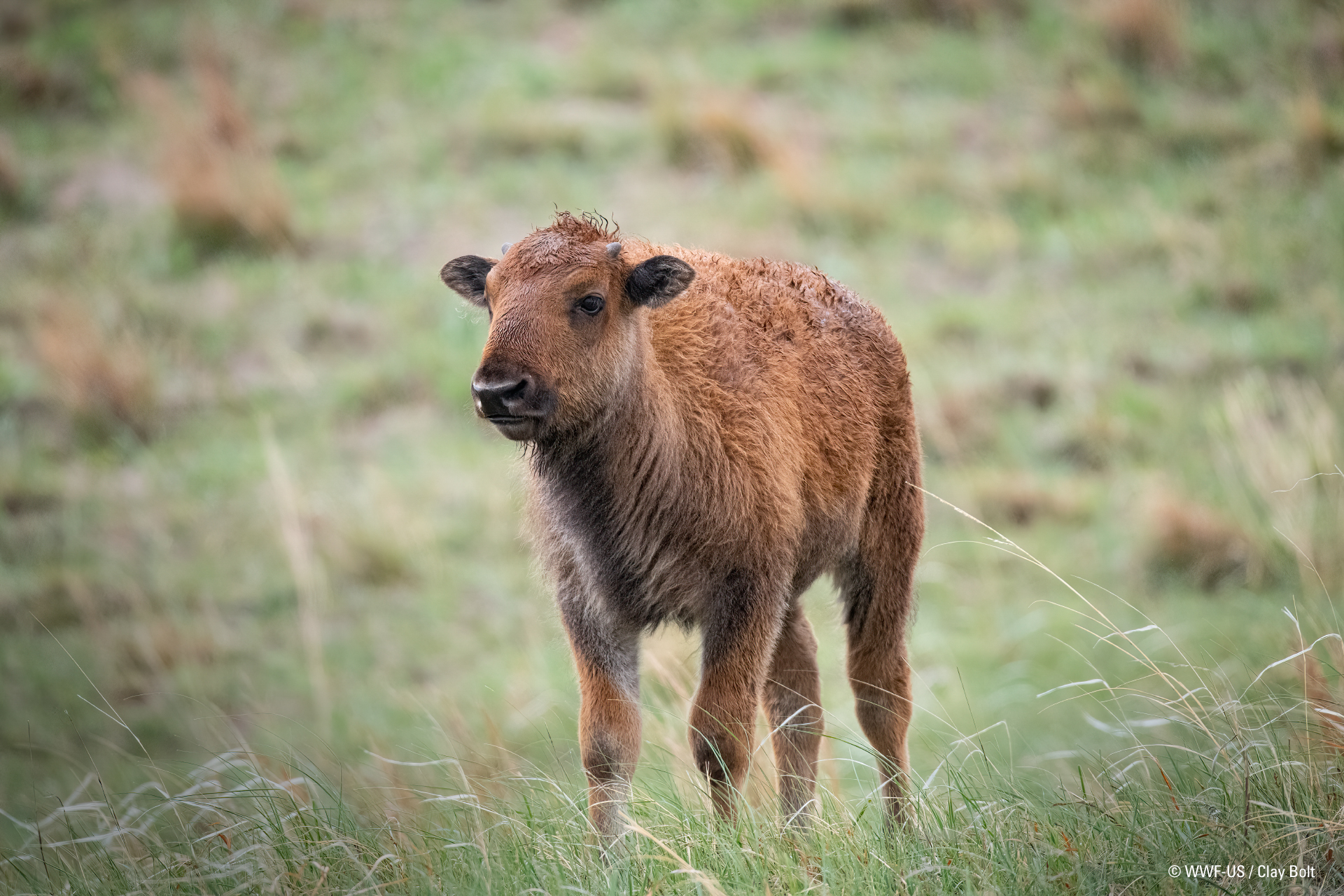 The Bison Are Back Thanks to Native Nations | Blog | Nature | PBS