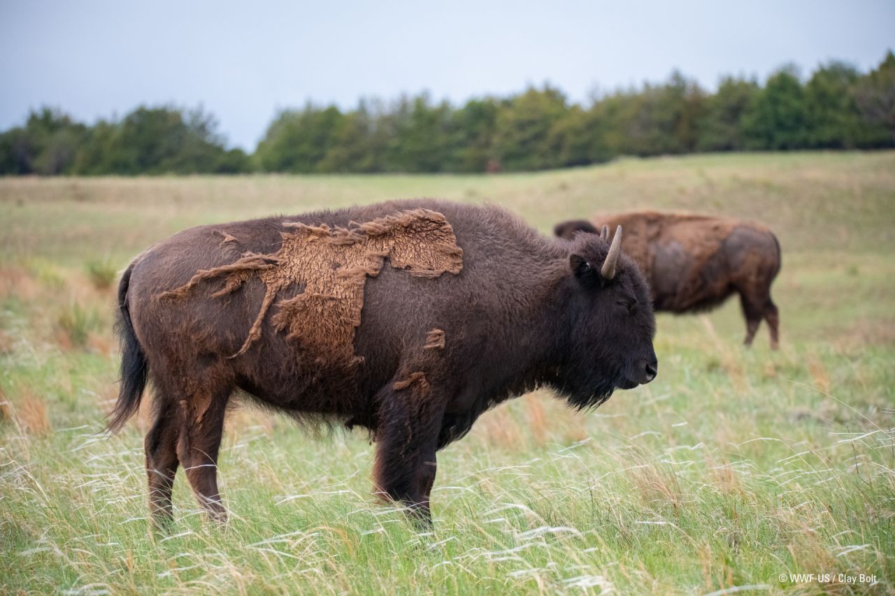 The Bison Are Back Thanks to Native Nations | Blog | Nature | PBS
