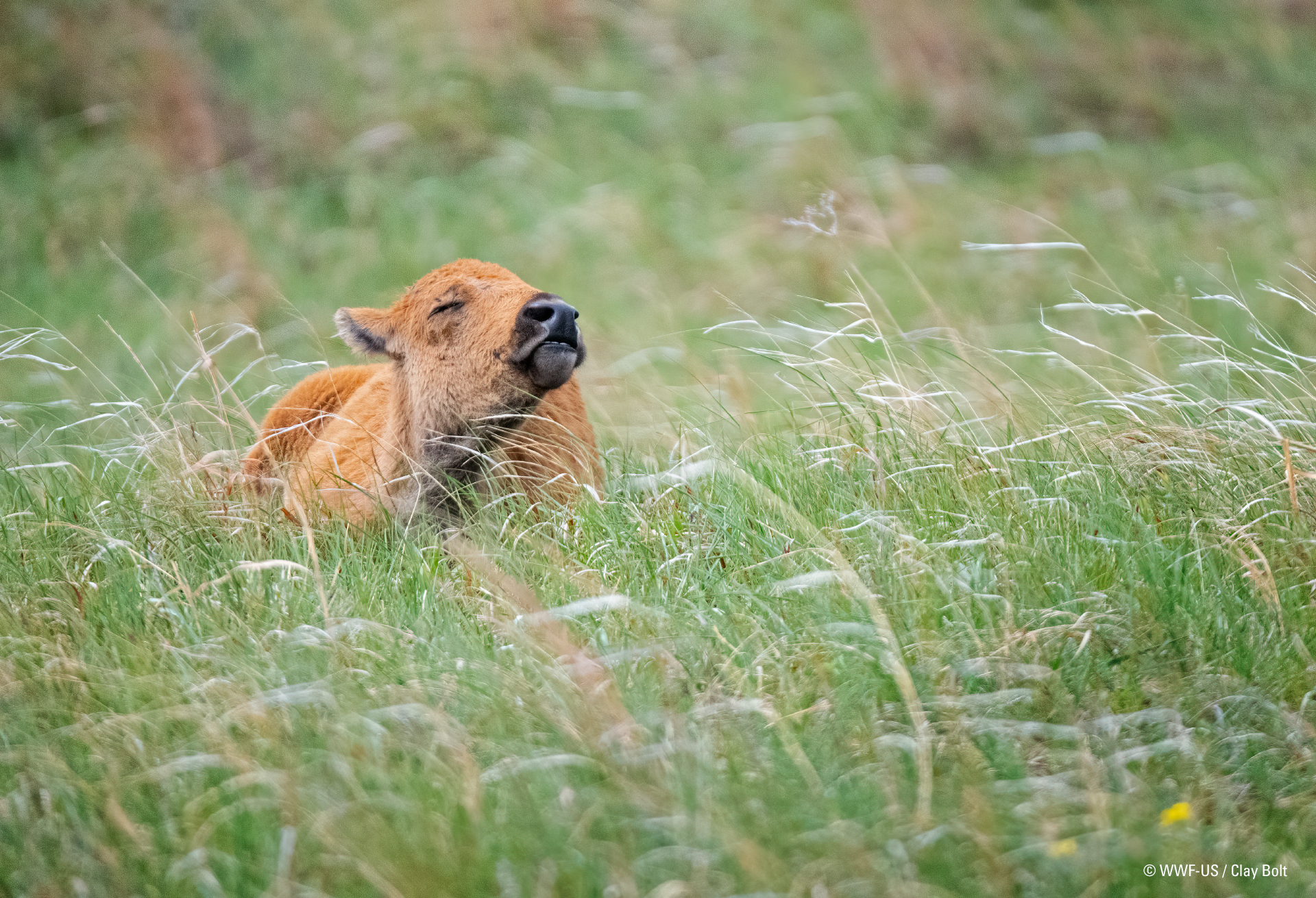 The Bison Are Back Thanks to Native Nations | Blog | Nature | PBS