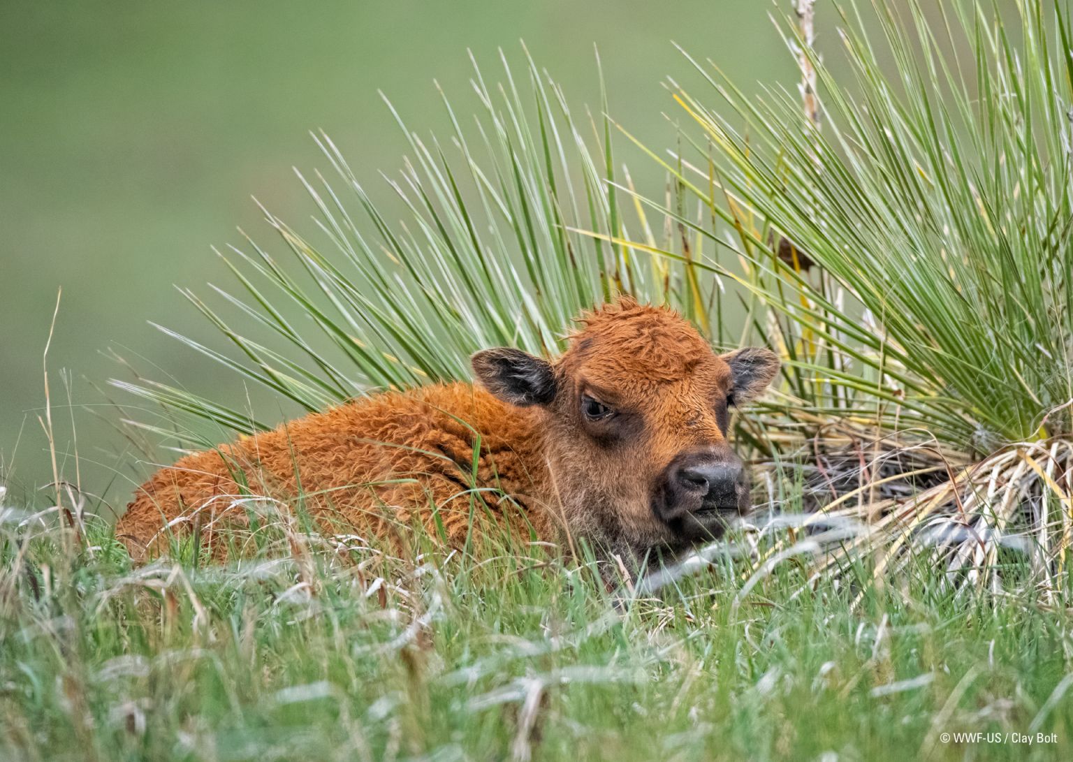The Bison Are Back Thanks to Native Nations | Blog | Nature | PBS