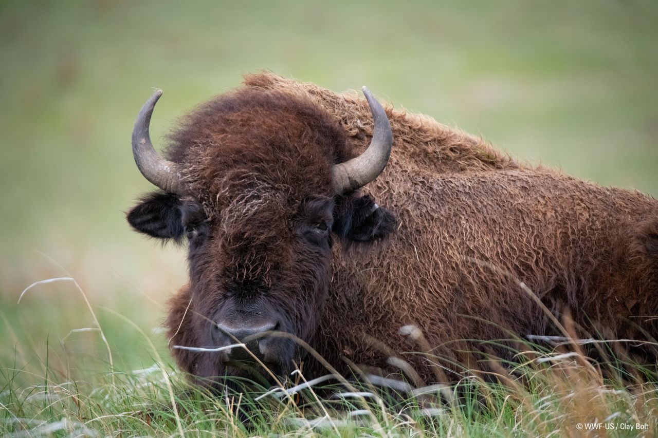 The Bison Are Back Thanks to Native Nations | Blog | Nature | PBS