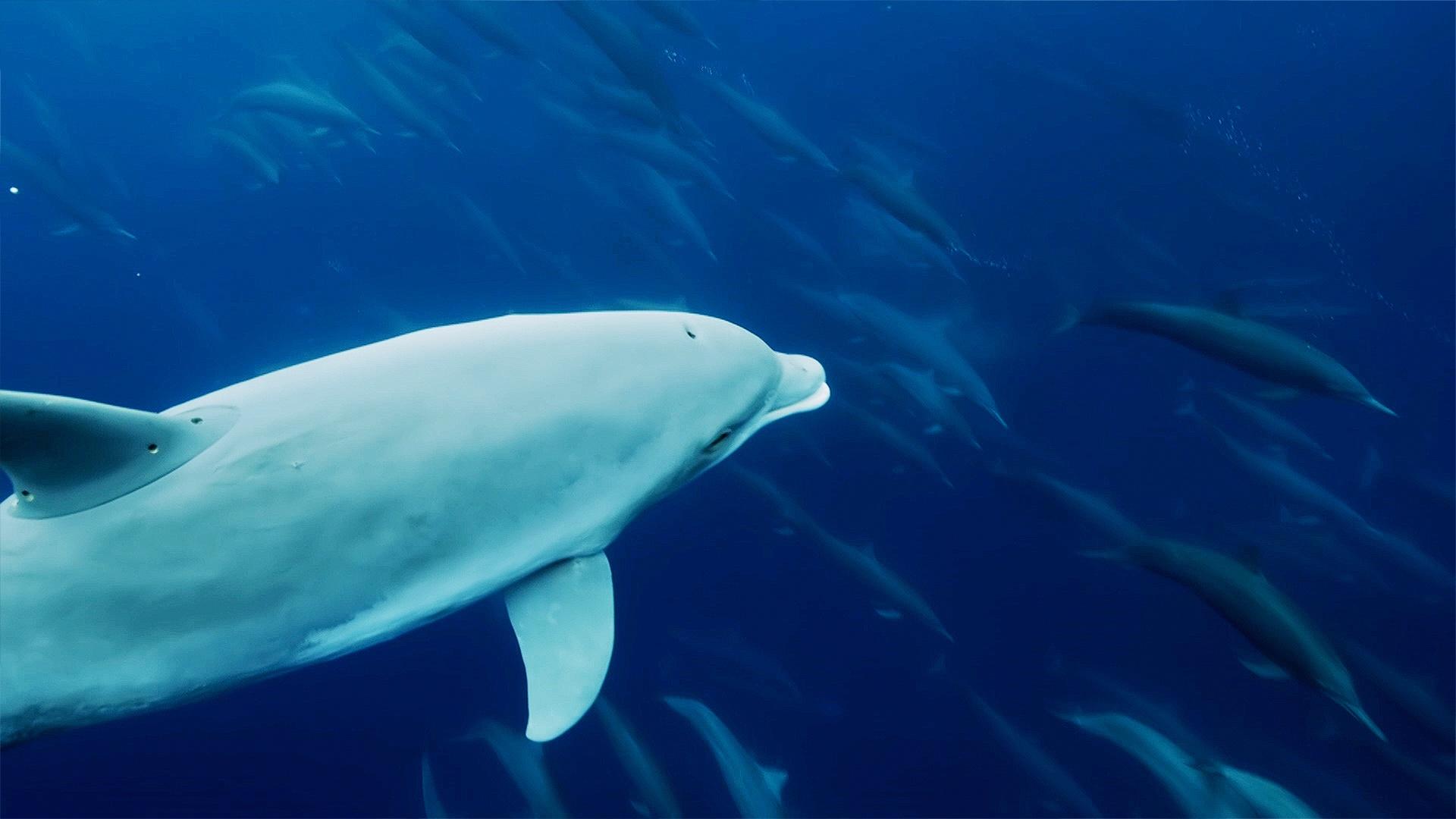Spy in the Ocean: Deep Relationships | Dolphin Megapod Caught on Camera | Nature | PBS