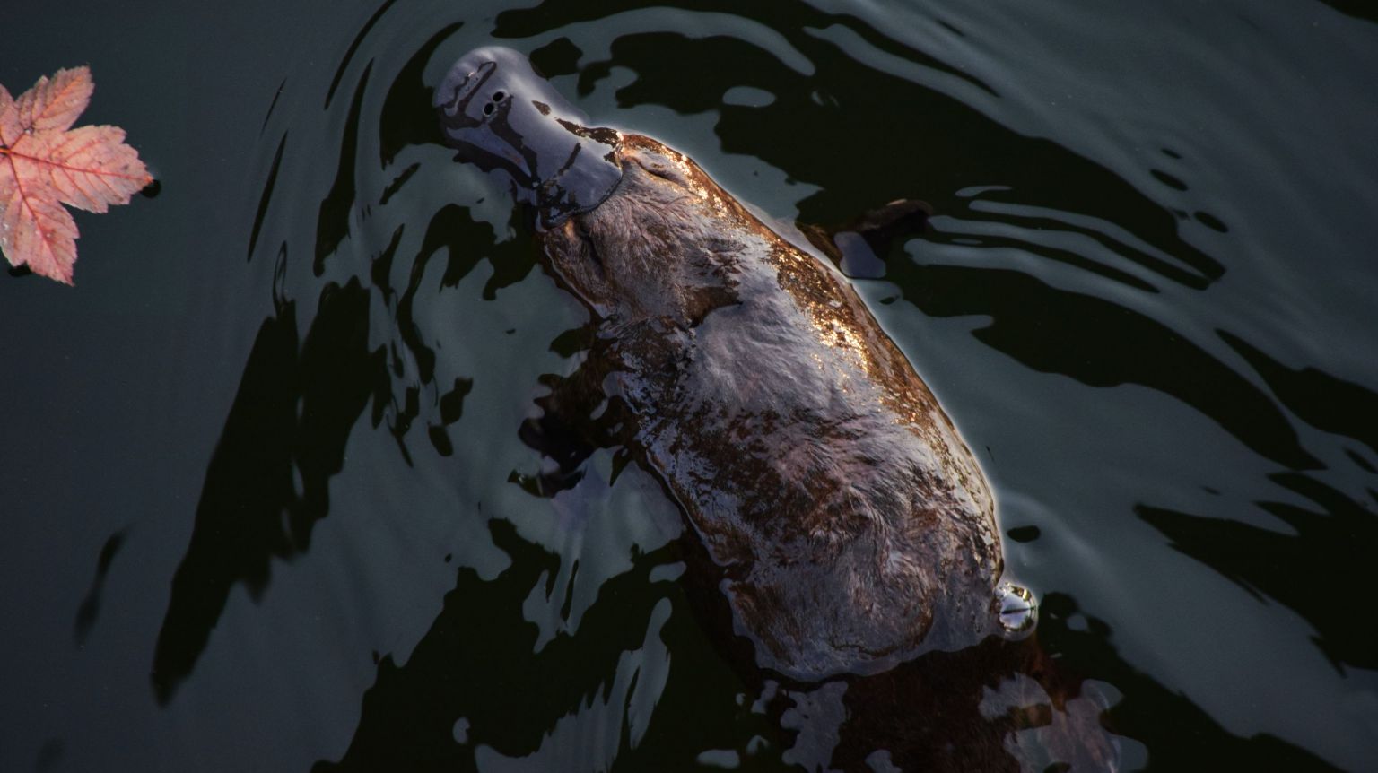 Platypus Fact Sheet | Blog | Nature | PBS