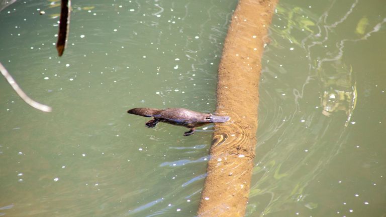 Platypus Fact Sheet | Blog | Nature | PBS