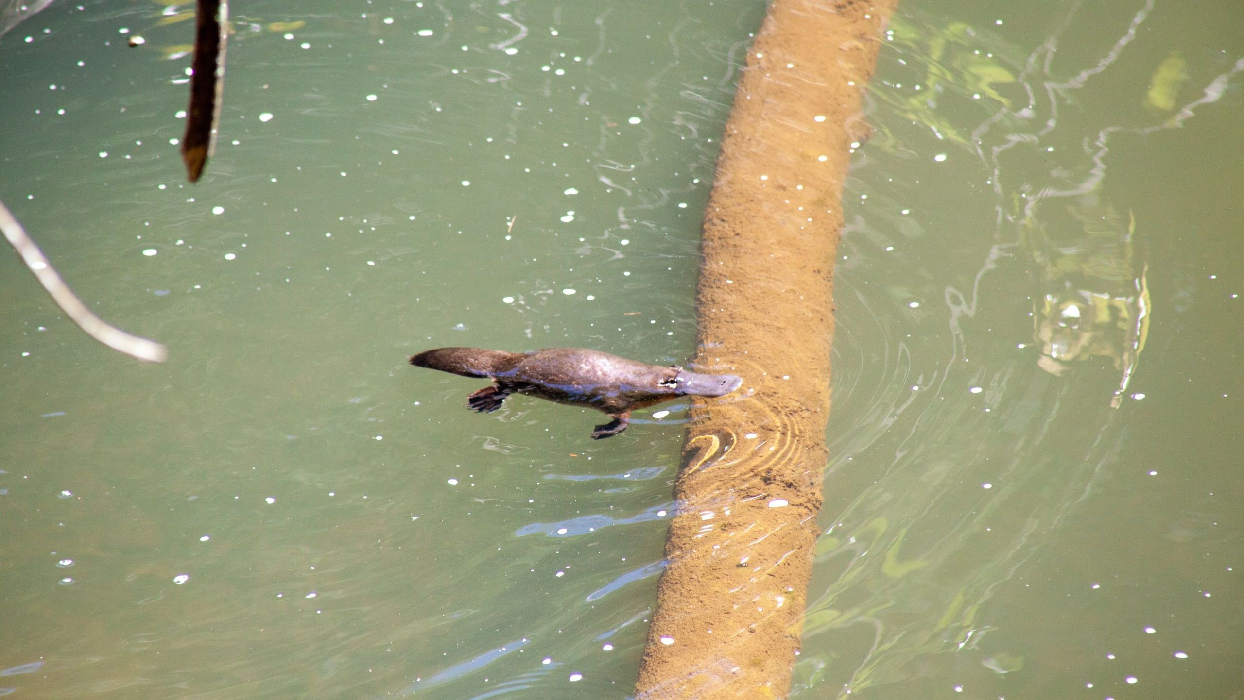 Platypus Fact Sheet | Blog | Nature | PBS