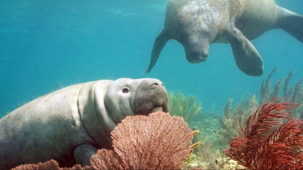 AMA with "Spy in the Ocean" Filmmakers | Blog | Nature | PBS