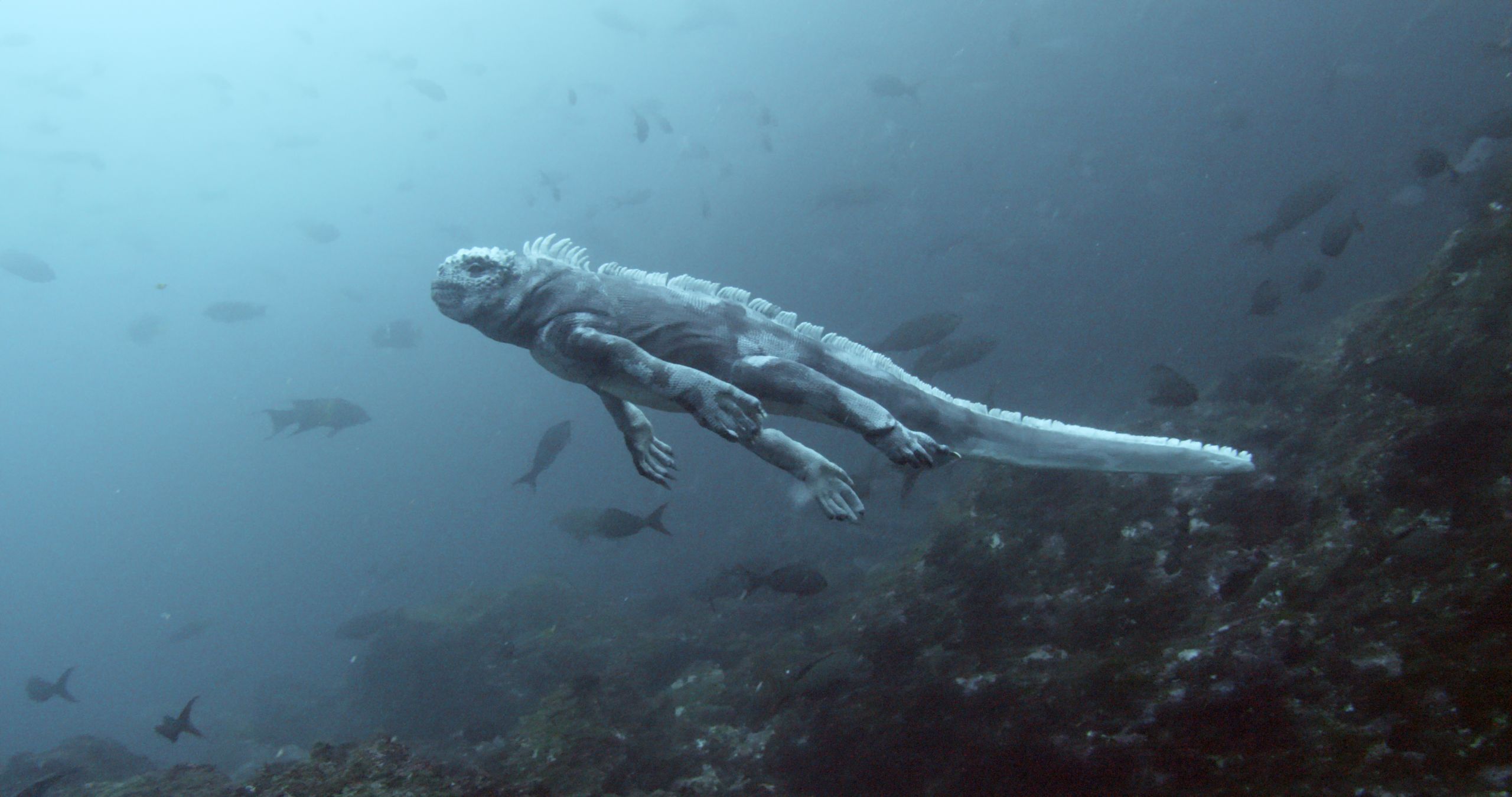 AMA with "Spy in the Ocean" Filmmakers | Blog | Nature | PBS