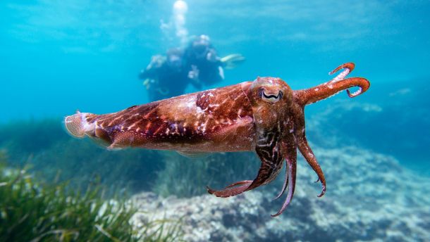 Cuttlefish Fact Sheet | Blog | Nature | PBS