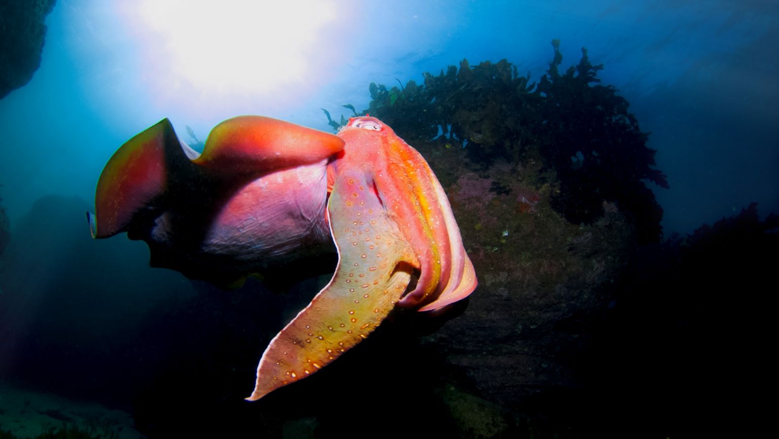 Cuttlefish Fact Sheet | Blog | Nature | PBS