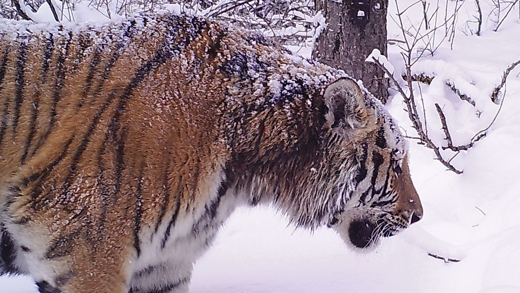 Support for Rangers Is Critical to Meet Tiger Recovery Goals and ...