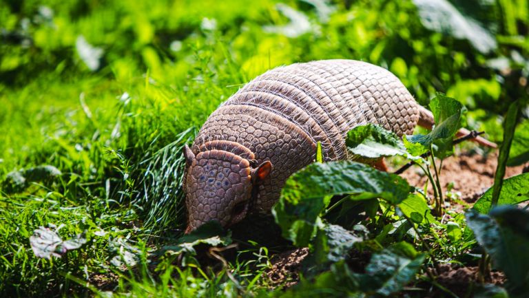 Armadillo Fact Sheet | Blog | Nature | PBS