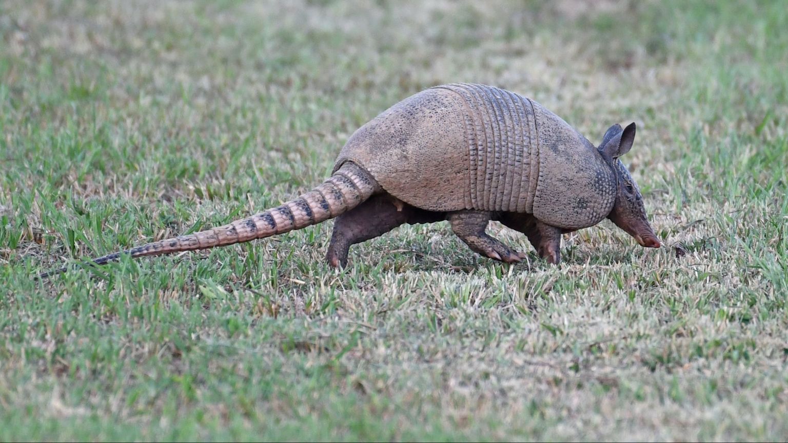 Armadillo Fact Sheet | Blog | Nature | PBS