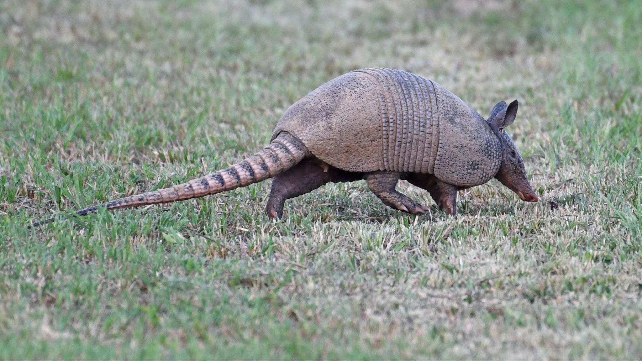 Armadillo Fact Sheet | Blog | Nature | PBS