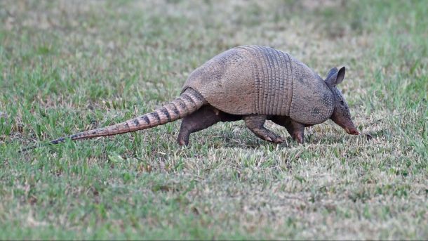 Armadillo Fact Sheet | Blog | Nature | PBS