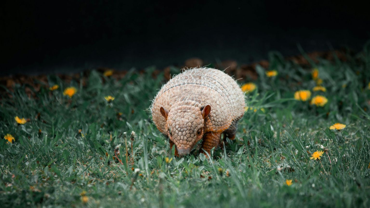 Armadillo Fact Sheet | Blog | Nature | PBS