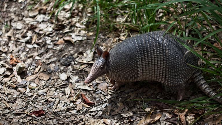 Armadillo Fact Sheet | Blog | Nature | PBS