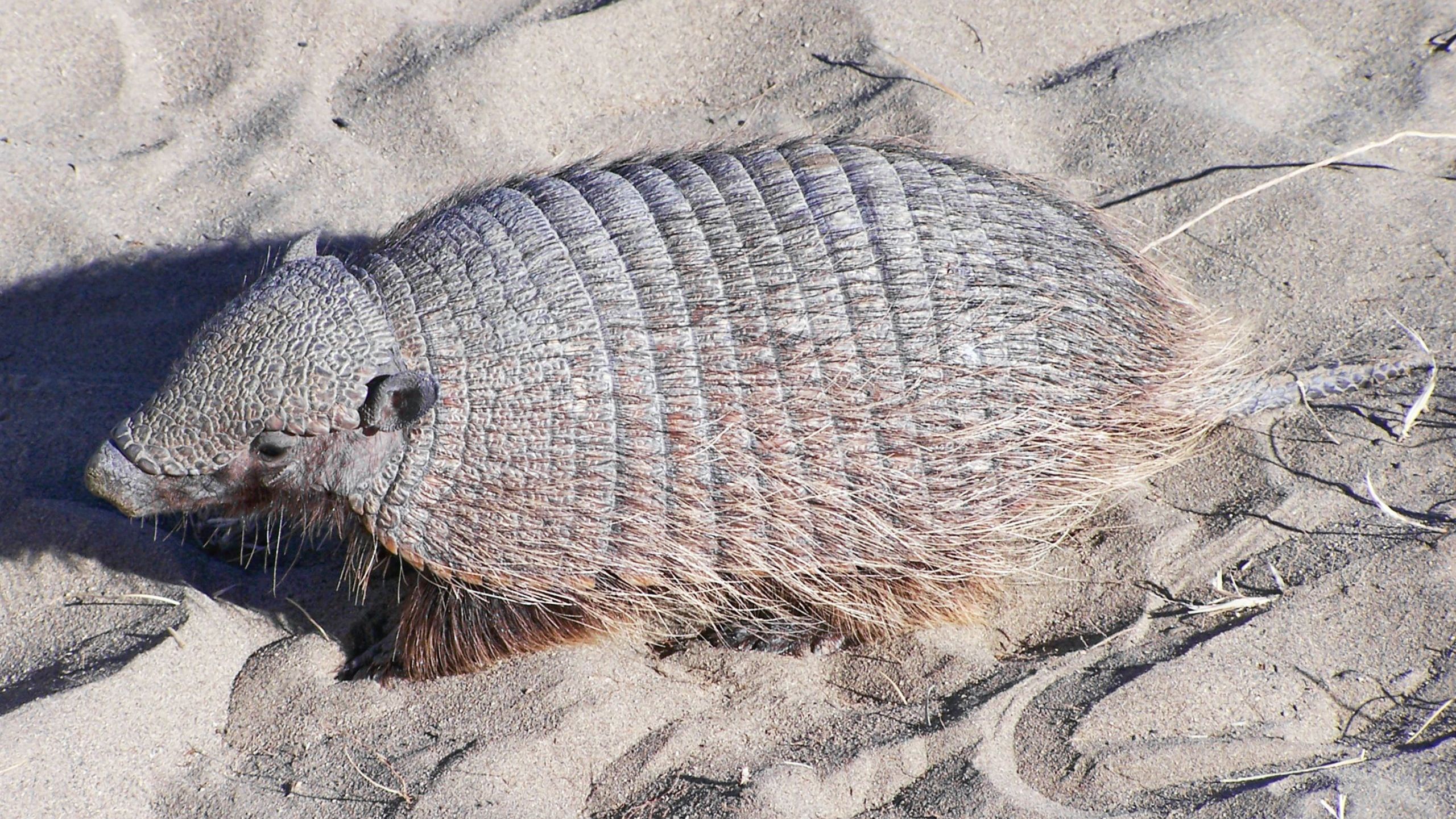 Armadillo Fact Sheet | Blog | Nature | PBS