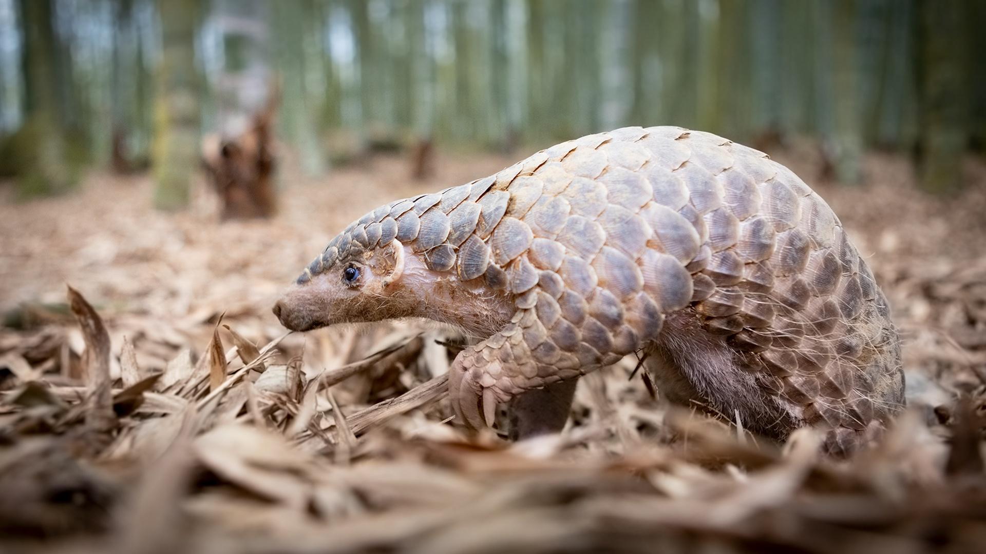 Big Little Journeys: Survival | How Pangolins Mate (in Suits of Armor ...