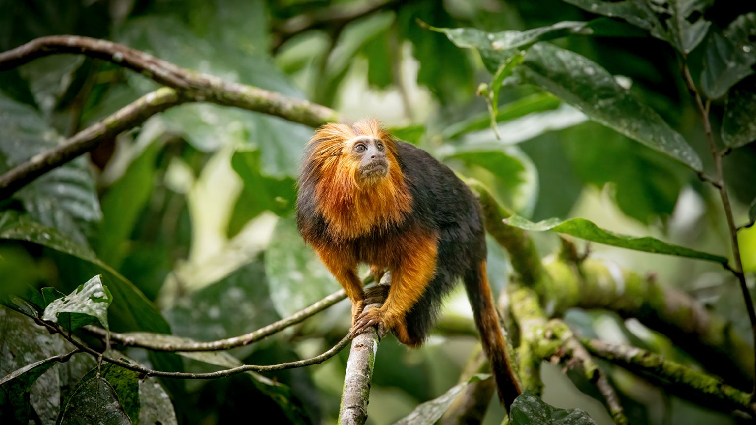 Golden-Headed Lion Tamarin Fact Sheet | Blog | Nature | PBS