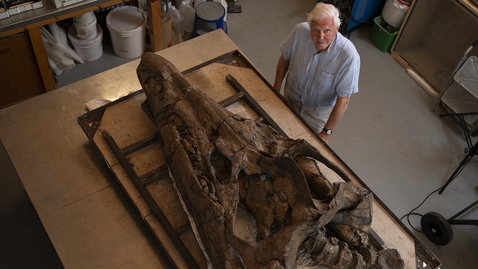 Attenborough and the Jurassic Sea Monster | About | Nature | PBS