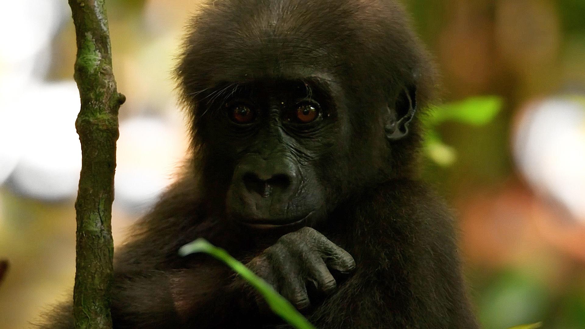 Gorilla | Baby Gorilla Ventures Out | Nature | PBS