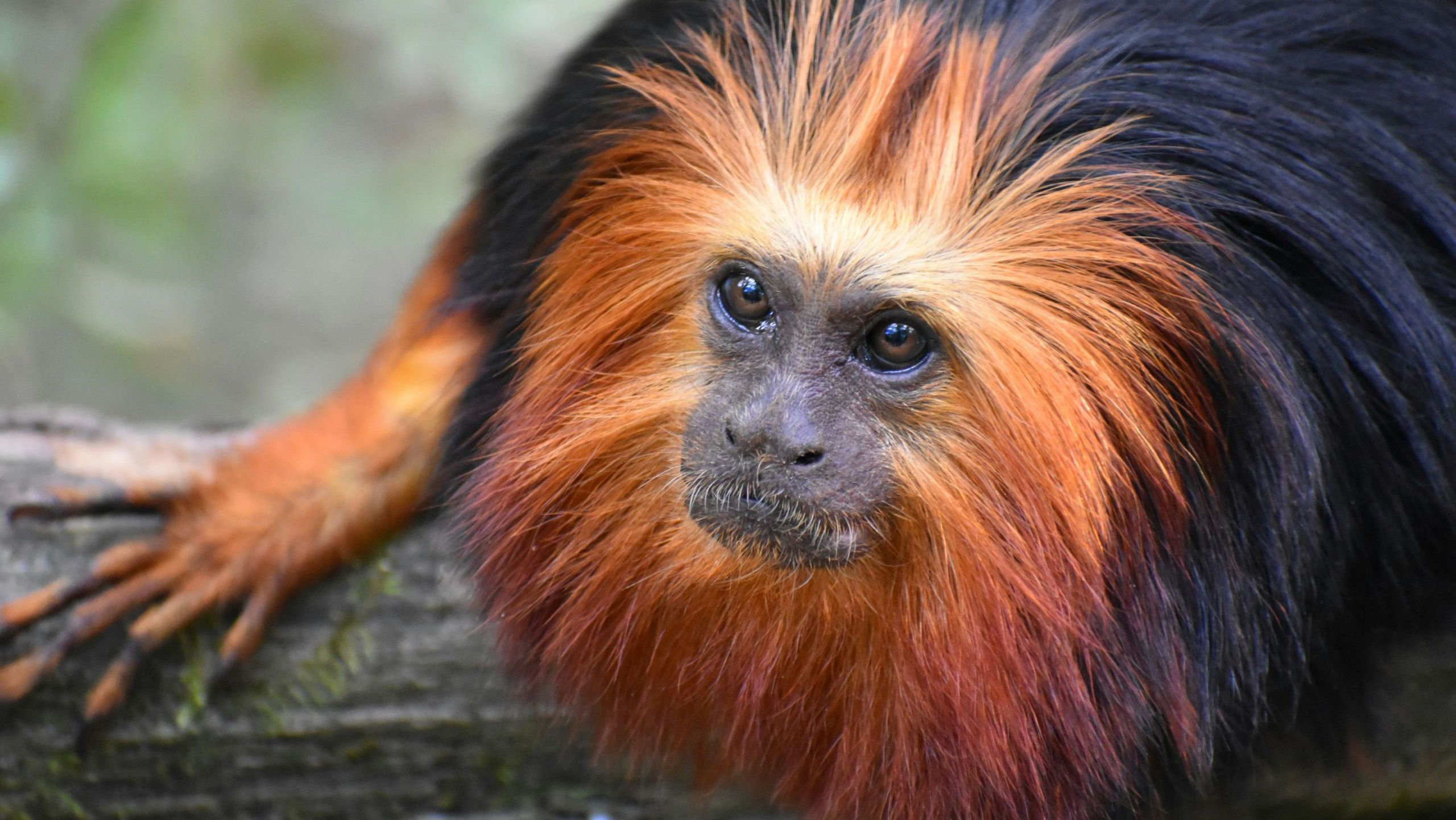 Golden-Headed Lion Tamarin Fact Sheet | Blog | Nature | PBS