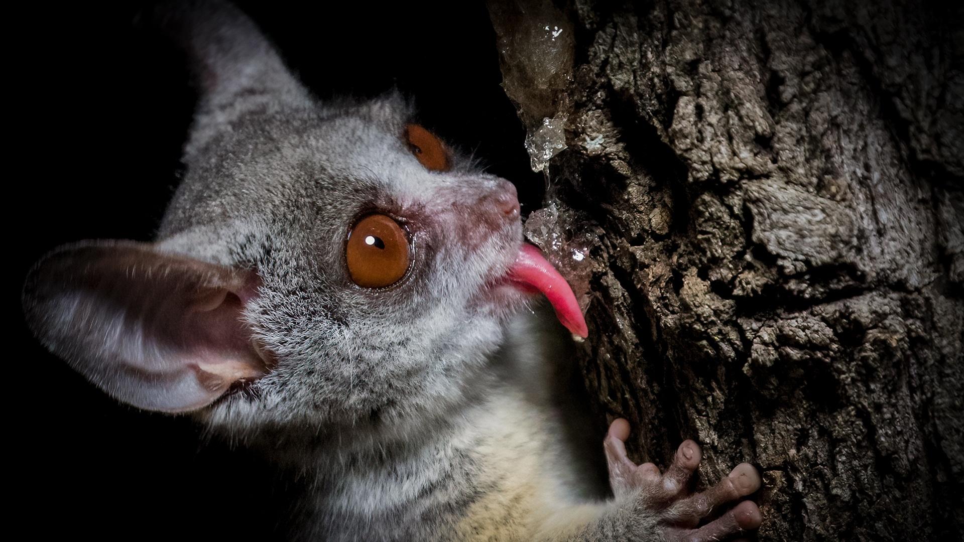 Big Little Journeys: Home | How Nocturnal Bush Babies Survive at Night ...