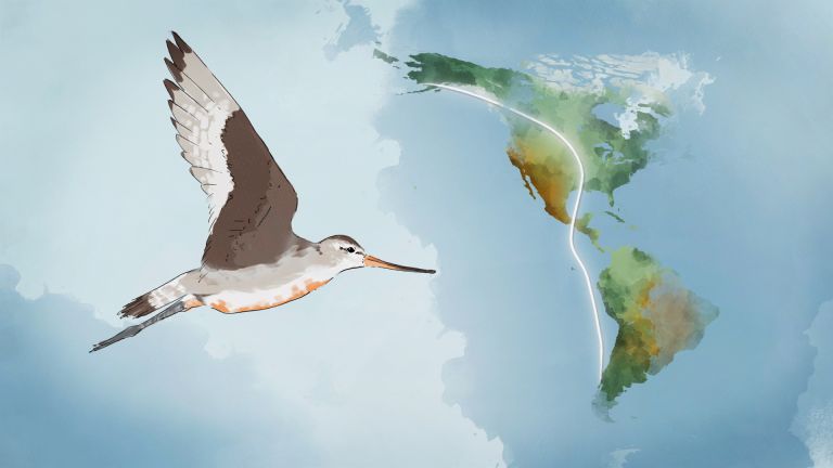 To save these shorebirds, scientists are tracking every ‘step’ of their ...