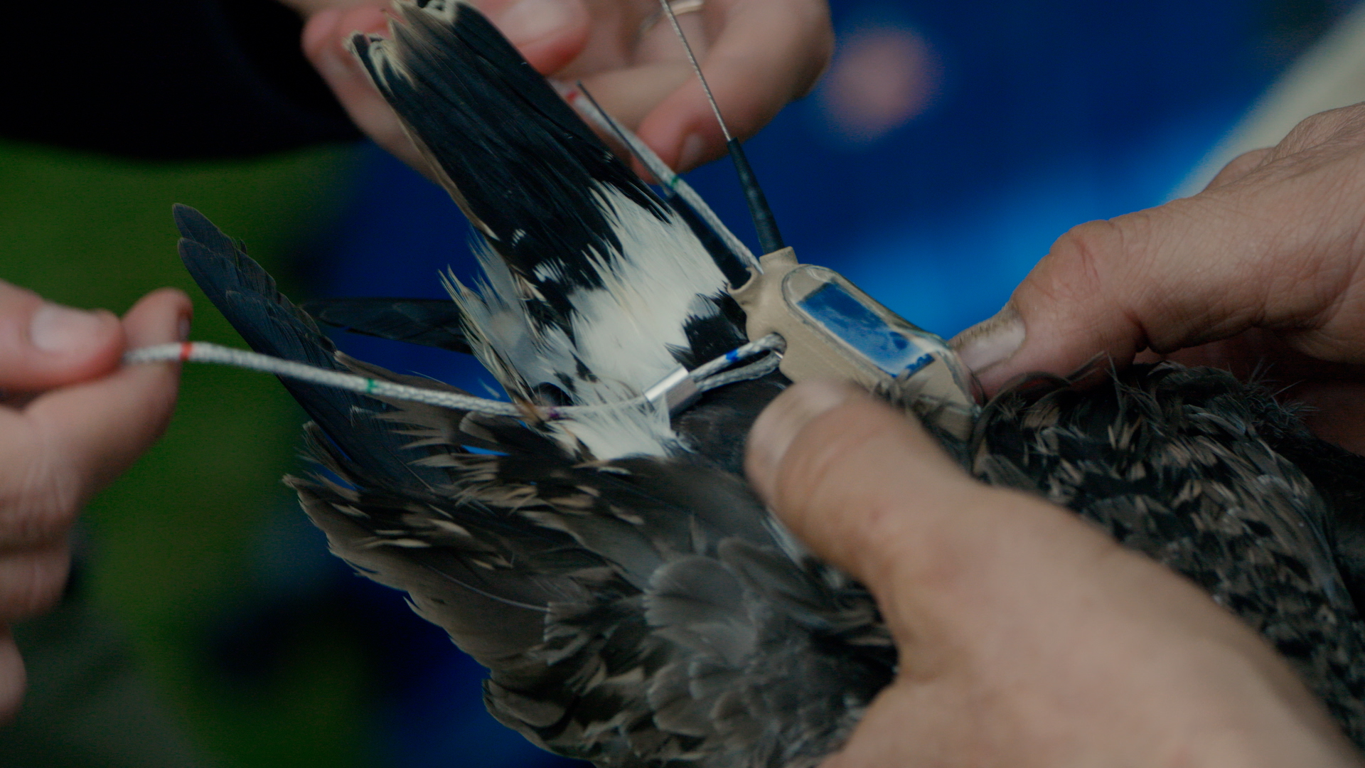 To save these shorebirds, scientists are tracking every ‘step’ of their ...