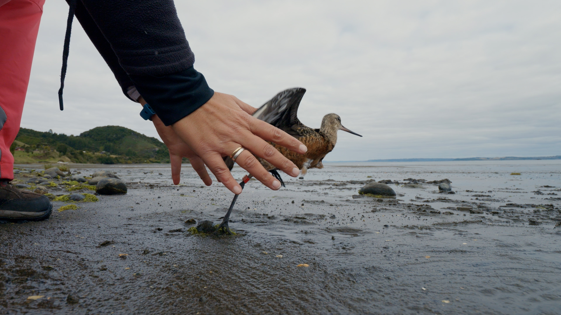 To save these shorebirds, scientists are tracking every ‘step’ of their ...