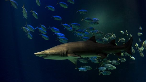 Sand Tiger Shark: An Endangered Migratory Species in Need of Strong ...