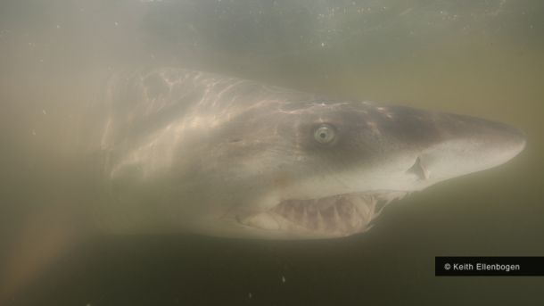 Sand Tiger Shark: An Endangered Migratory Species in Need of Strong ...