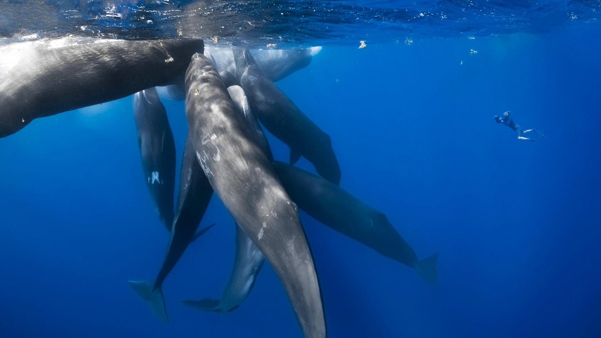 Patrick and the Whale | What It's Like to be Surrounded by Whales ...