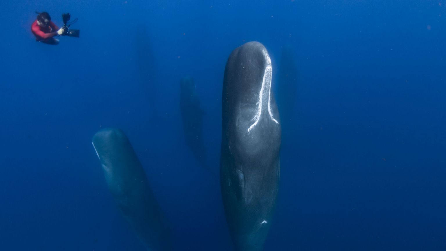 Sperm Whale Fact Sheet | Blog | Nature | PBS