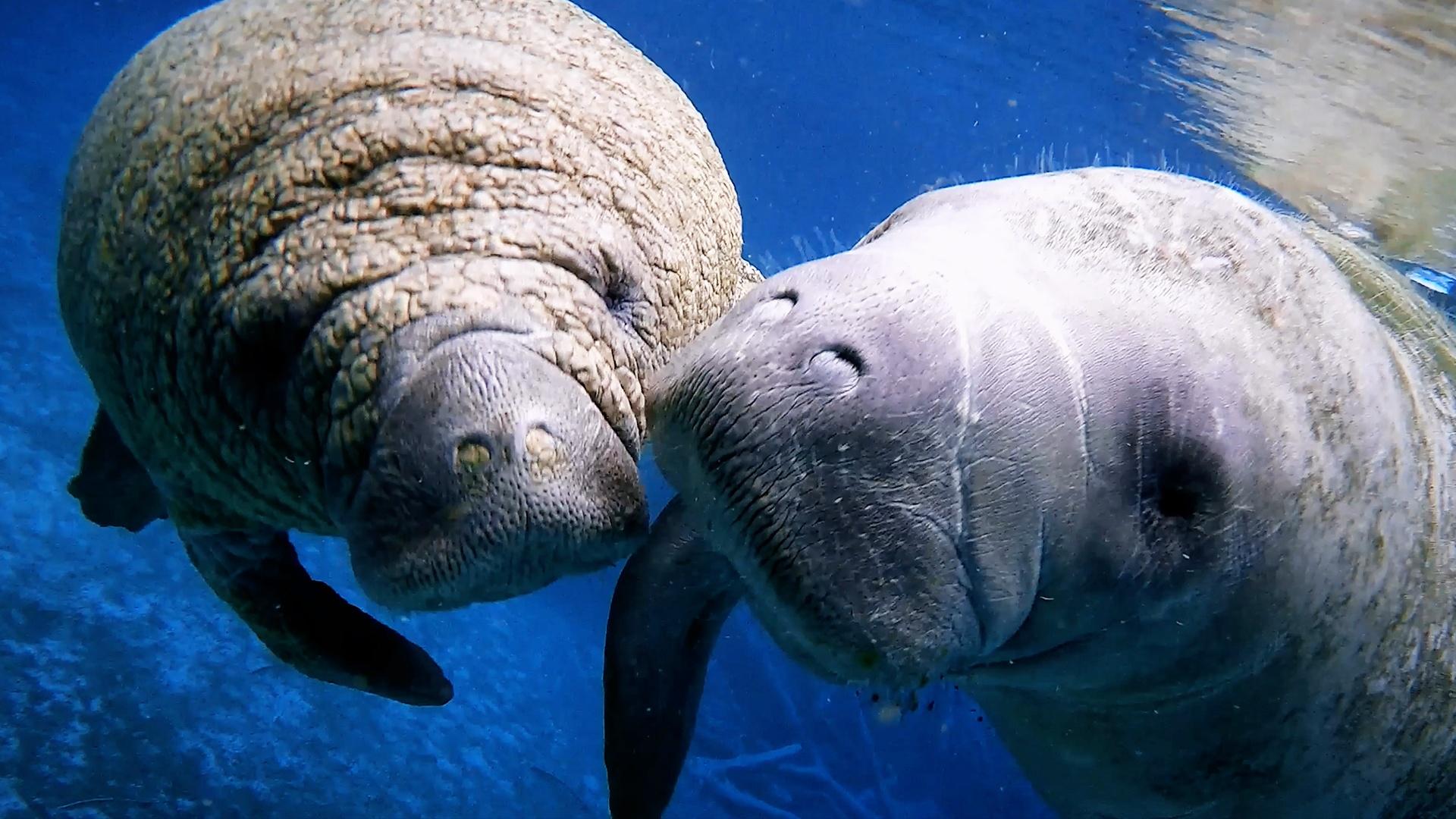 Return of the Manatees | WILD HOPE | Nature | PBS