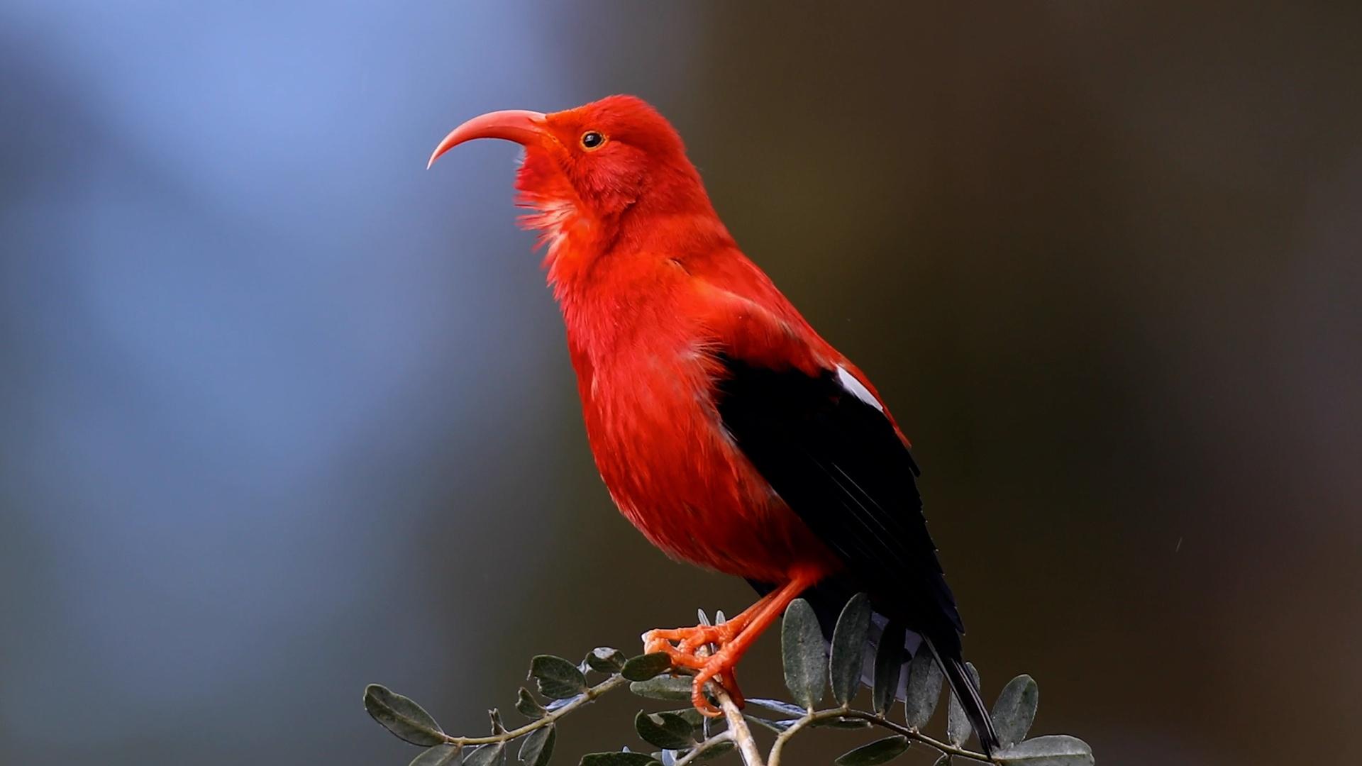 Birds on the Brink | WILD HOPE | Nature | PBS