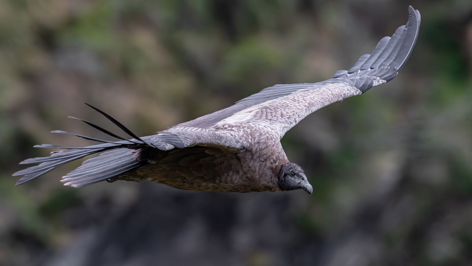 The Power of the Condor | Blog | Nature | PBS