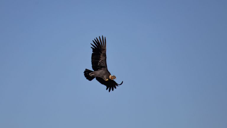 The Power of the Condor | Blog | Nature | PBS