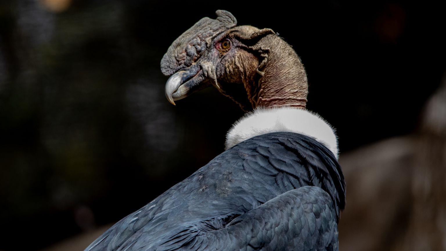 The Power of the Condor | Blog | Nature | PBS