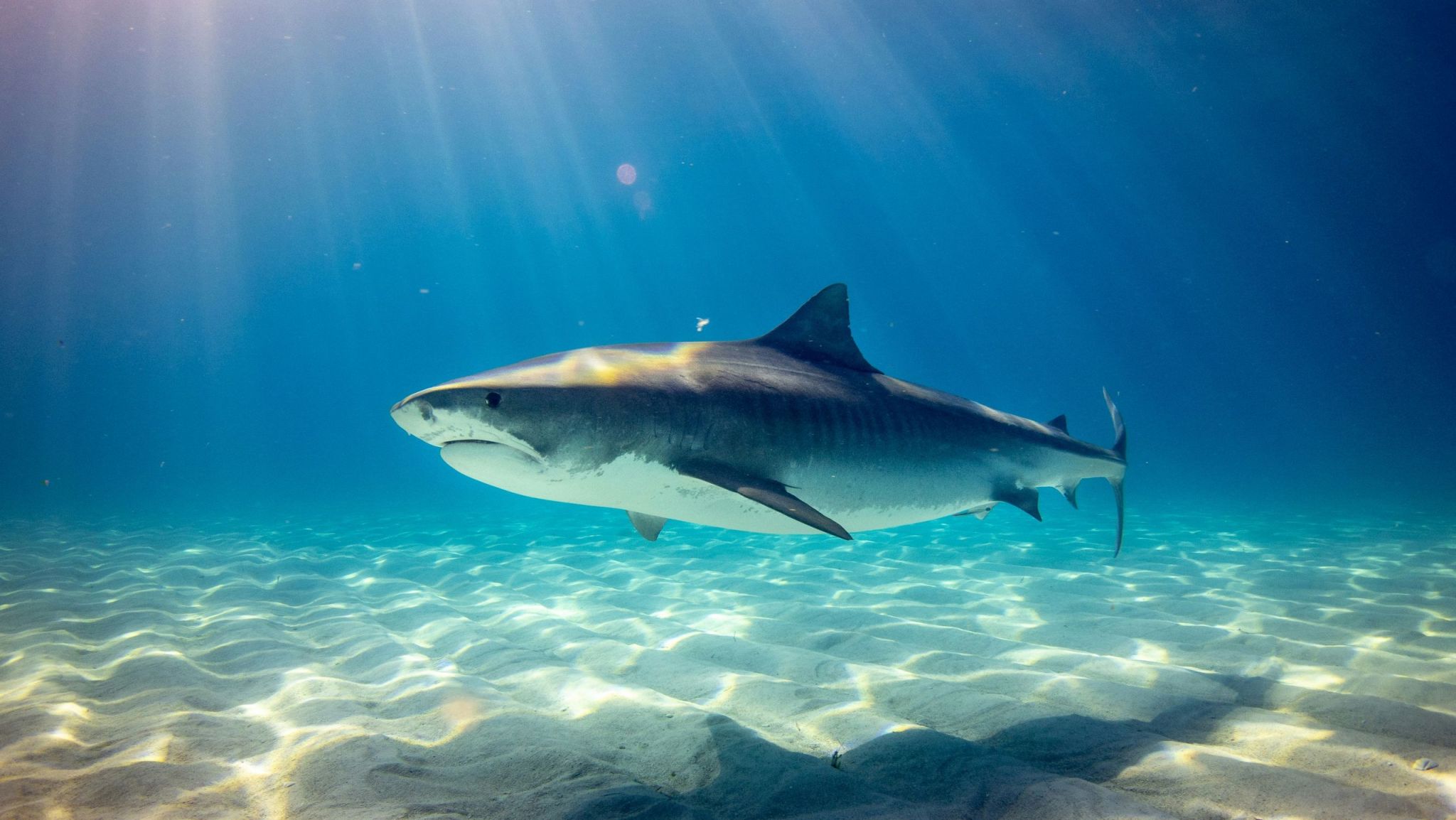 Tiger Shark Fact Sheet | Blog | Nature | PBS