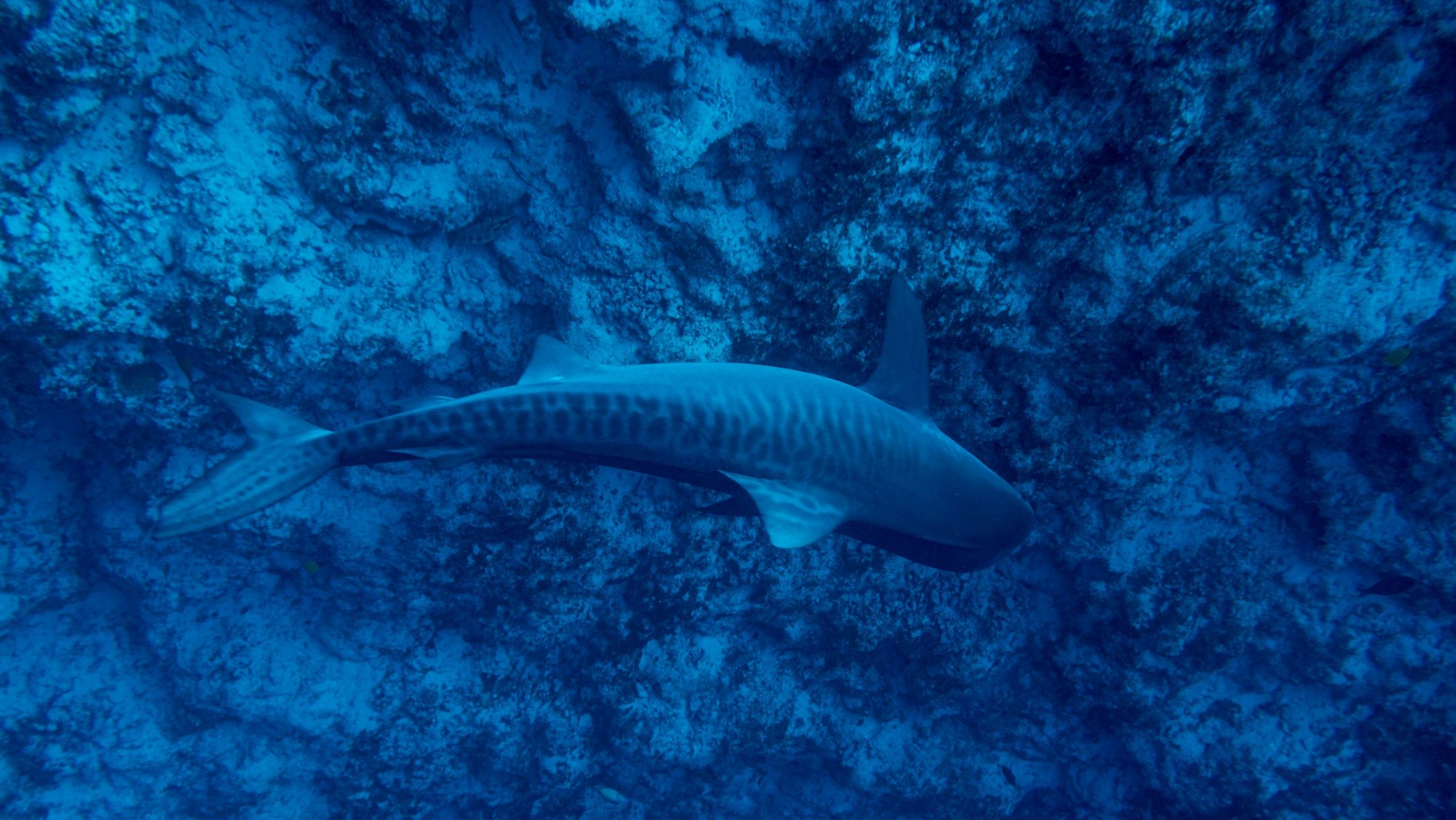 Tiger Shark Fact Sheet | Blog | Nature | PBS