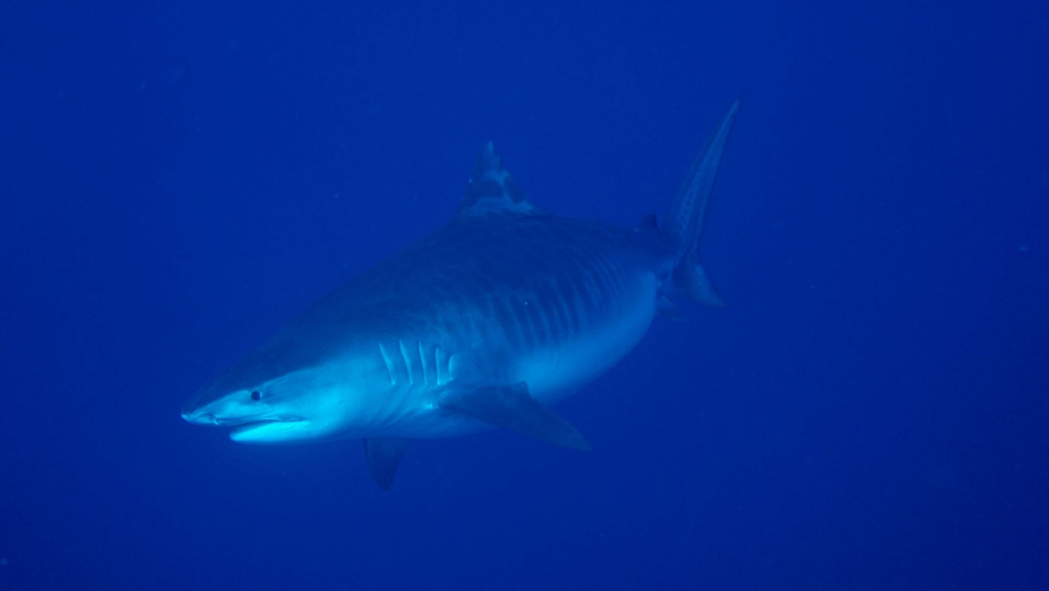 Tiger Shark Fact Sheet | Blog | Nature | PBS