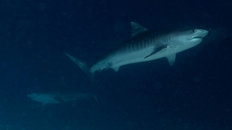 Tiger Shark Fact Sheet | Blog | Nature | PBS